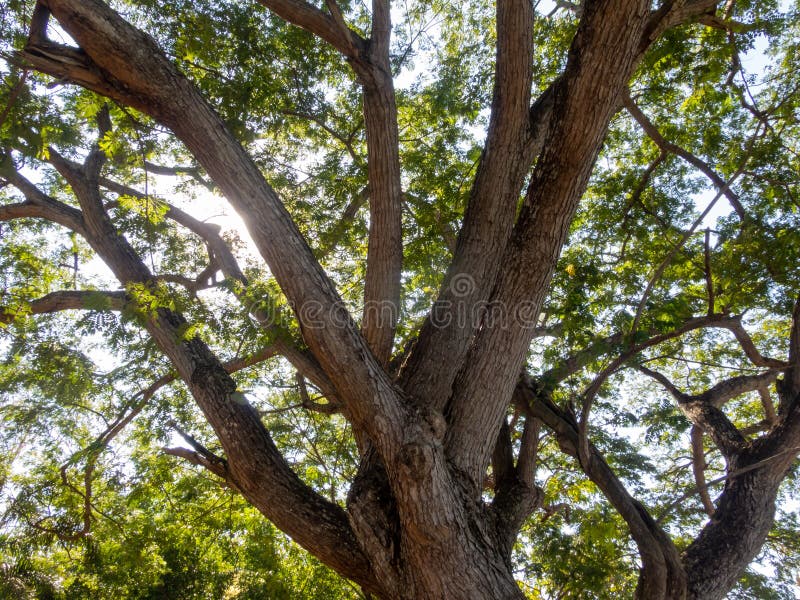 Tall Trees, Sunlight, Sky Background Stock Photo - Image of background ...