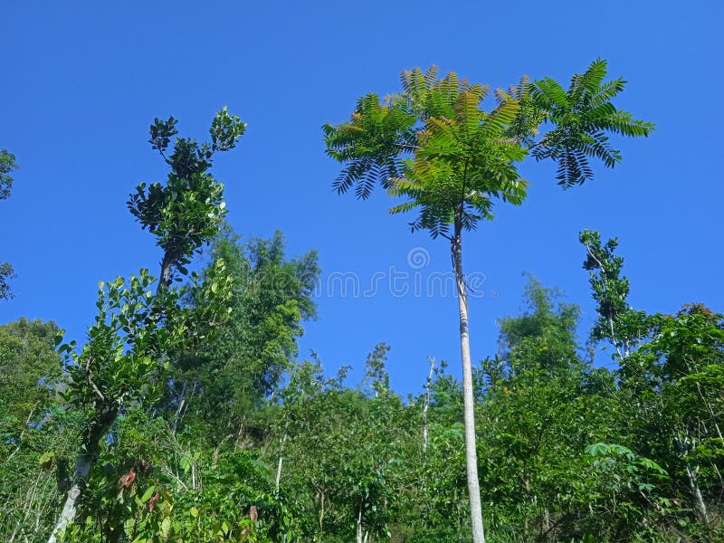 Tall Trees and Thick Green Leaves Along with a Bright Blue Sky Stock ...