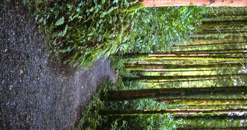 Tall Trees with Thin Trunks Line a Narrow Pathway. Vertical Video Stock ...