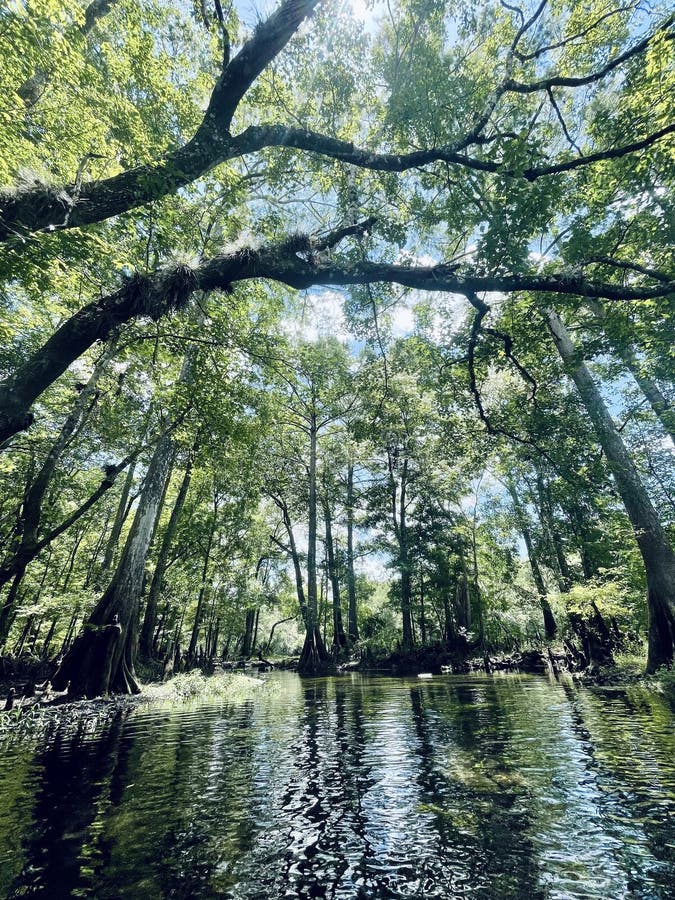 Tall Trees Tower Over Jonathan Spring on the Sante Fe River, Florida ...