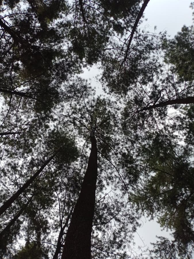 Tall Trees Tower when Seen from Below Stock Image - Image of trees ...