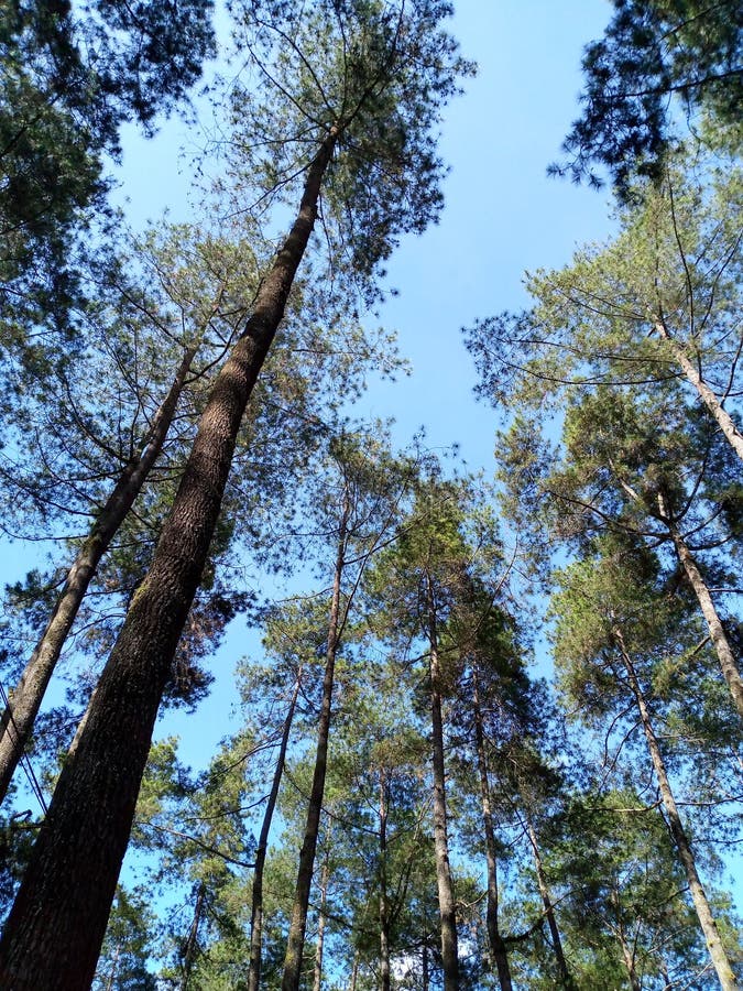 Tall Trees Towering into the Sky Stock Image - Image of towering, blue ...