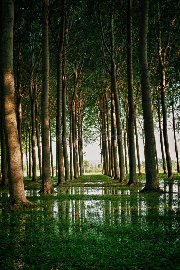 Tall Trees in a Tree Farm are Reflected in Water. Stock Image - Image ...