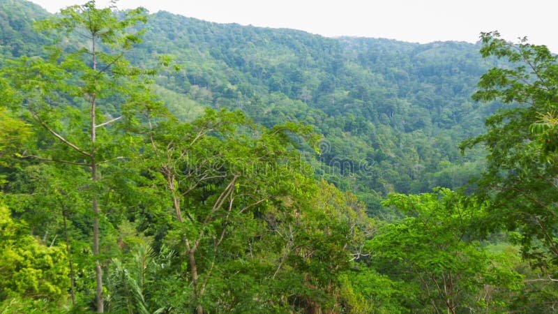 Tall Trees in the Tropical Jungle Stock Footage - Video of flora ...