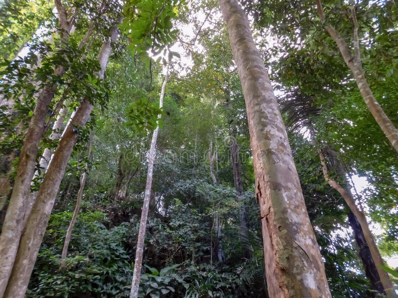 Tall Trees in a Tropical Rain Forest Stock Photo - Image of woodland ...