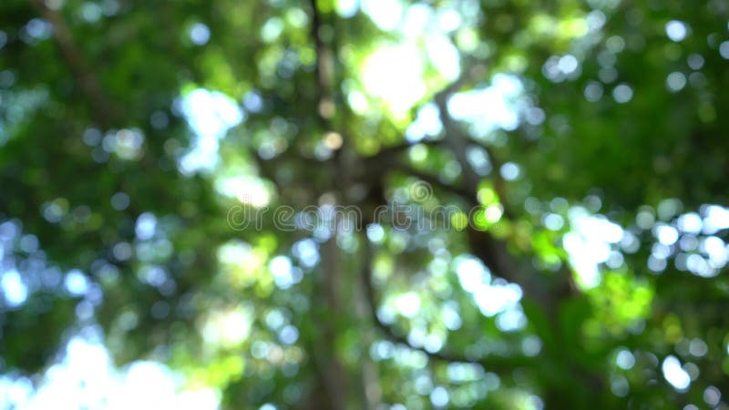 Tall Trees in Tropical Rainforest with Zoom in Blur Focus. Stock ...