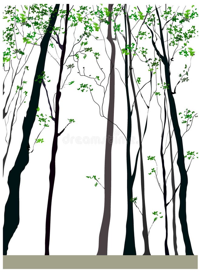 Tall trees stock illustration. Illustration of leaf, trees - 40216443