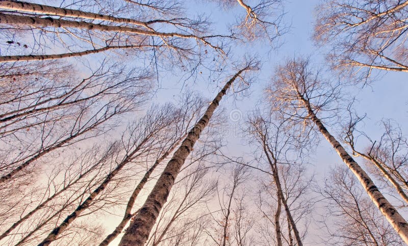 Tall trees in winter stock photo. Image of bare, wood - 11786390