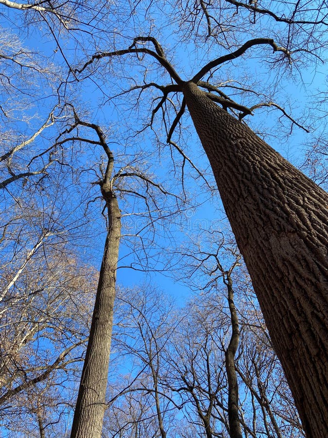 Tall Trees in Winter in January Stock Photo - Image of blue, january ...