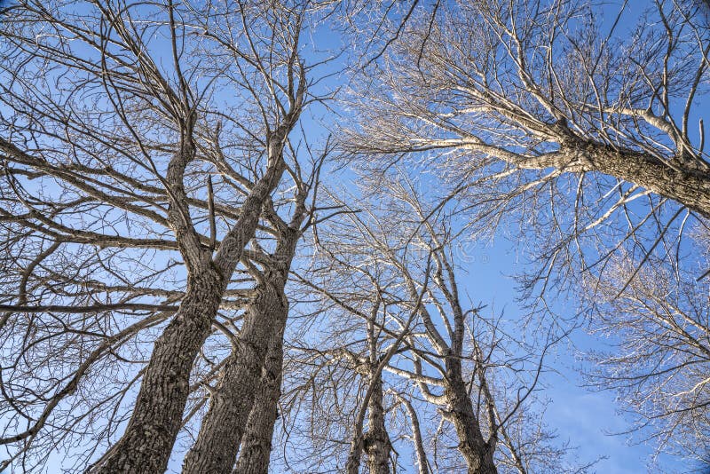 Tall trees in winter stock photo. Image of nature, bare - 111434632