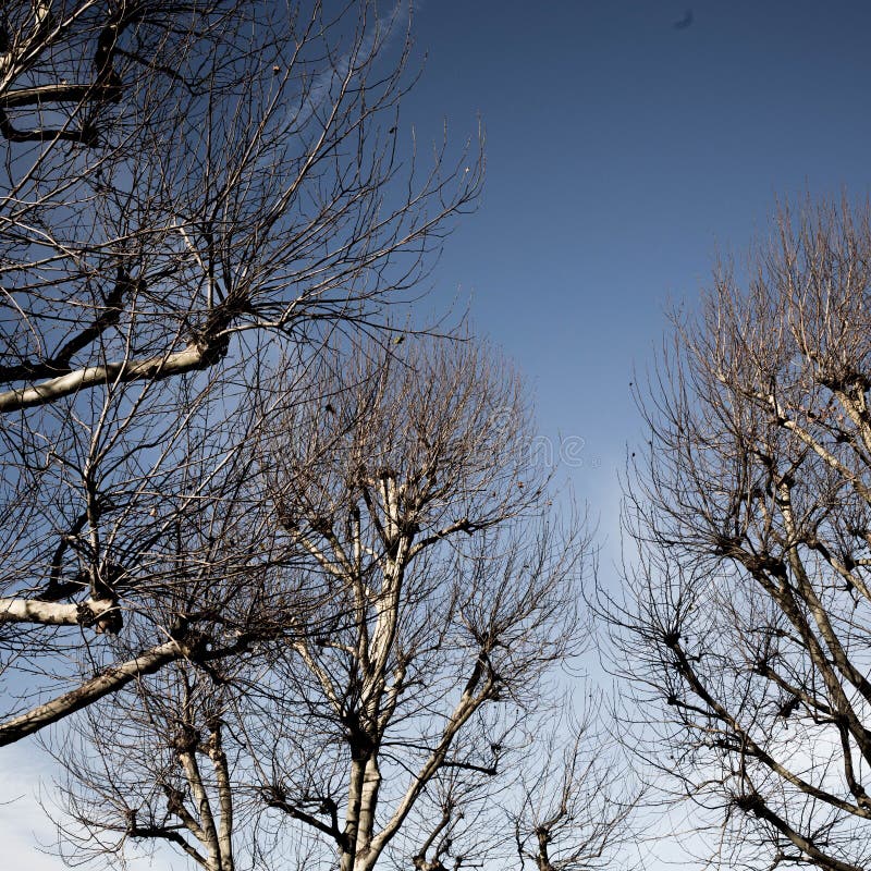 Tall Trees in Winter with No Leaves Stock Photo - Image of patterns ...