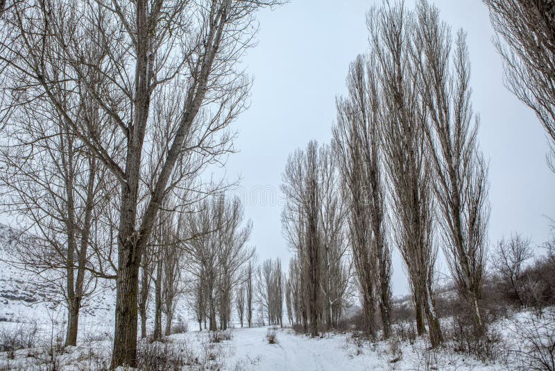 Tall trees in the winter stock image. Image of outdoor - 136923977
