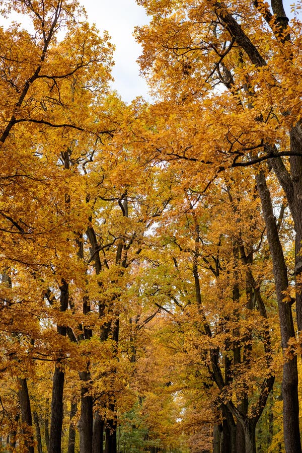 Tall Trees with Yellow Leaves. Tree Canopy in Autumn Forest Stock Photo ...