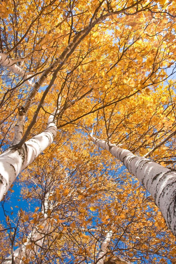 Tall Trees with Yellow Leaves Under Blue Sky Stock Photo - Image of ...