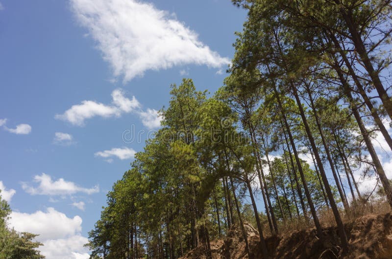 Tall Treetops Growing on the Side of the Road Stock Image - Image of ...