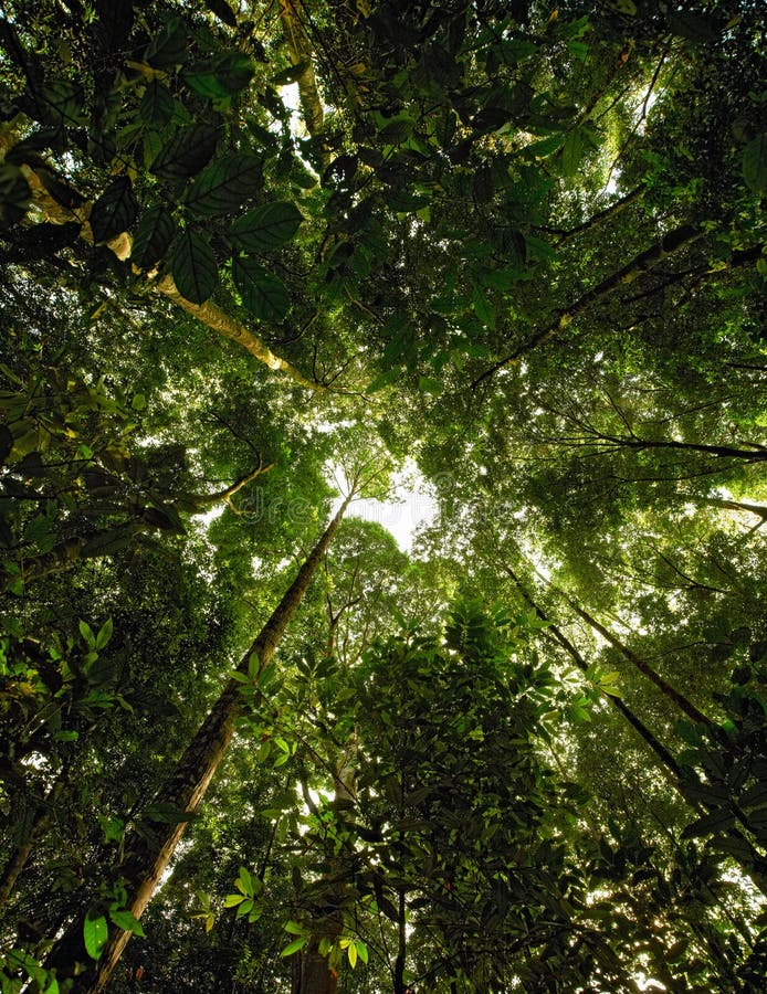 Forest Reserve (FRIM) Malaysia Stock Photo - Image of sunlight, tree ...