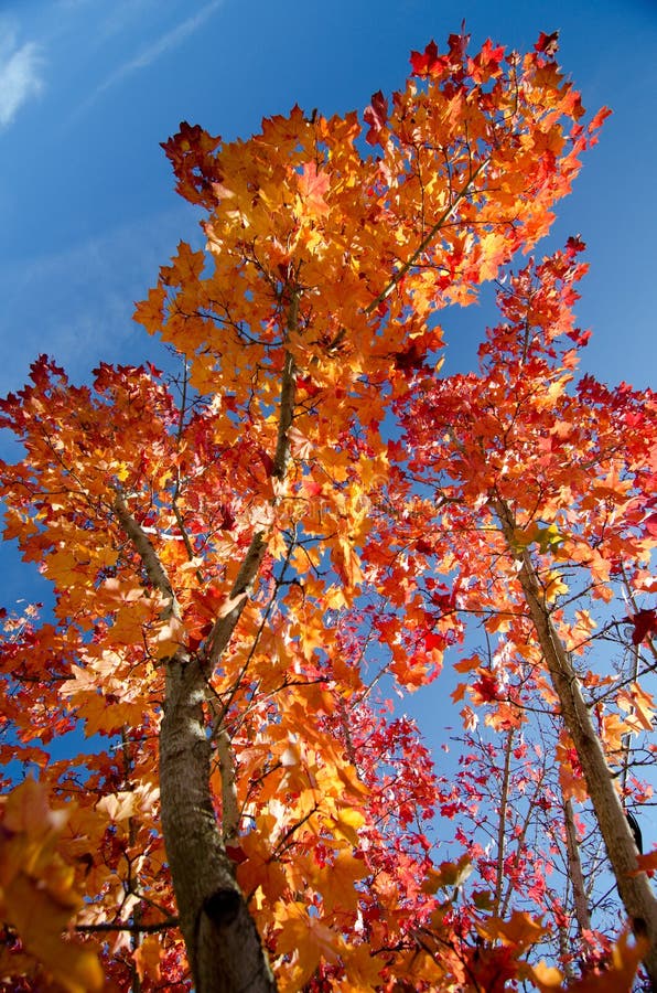 Tall Trunks of Maples in Autumn Colors - 2 Stock Photo - Image of maple ...