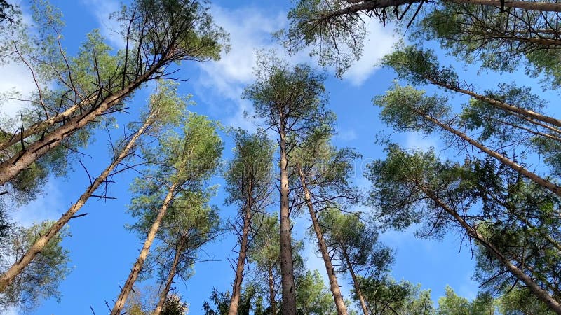 Tall Trunks of Pine Trees in the Forest on the Blue Sky Background ...
