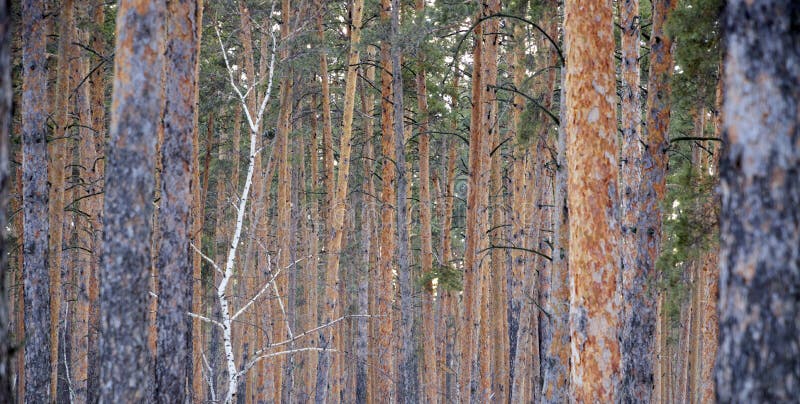 Tall Trunks of Pine Trees in Forest Stock Photo - Image of branch ...