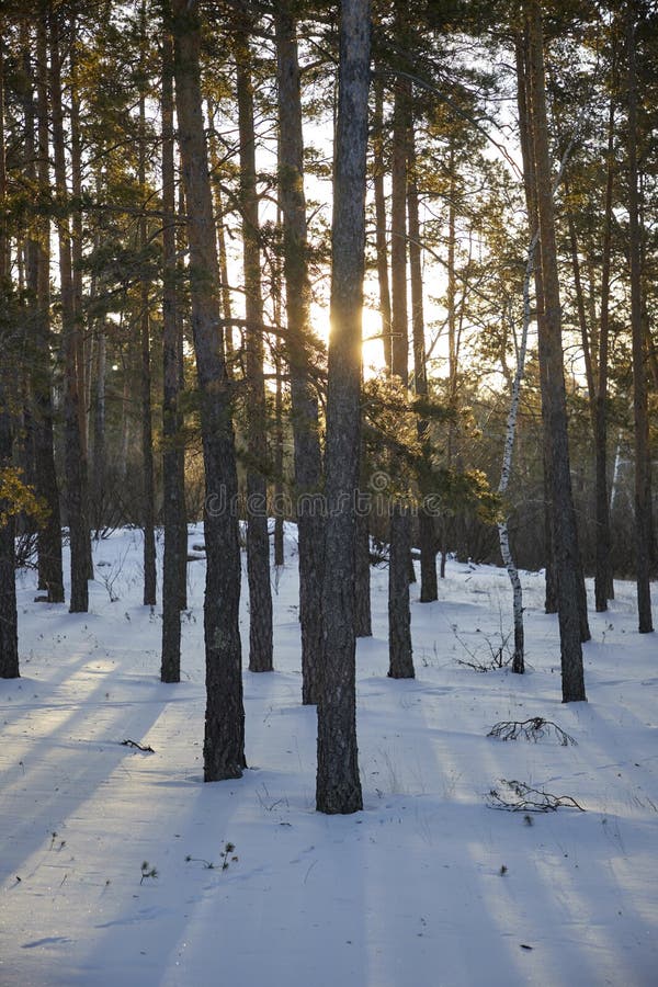 Tall Trunks of Pine Trees in Winter Forest with Sun Rays and Shadows ...