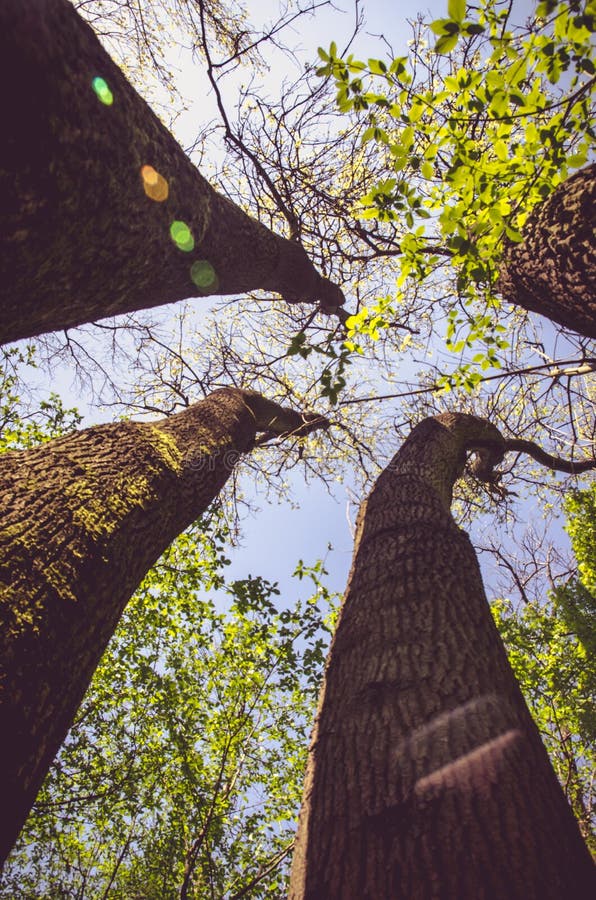 Tall trunks of trees stock image. Image of direction - 85427075
