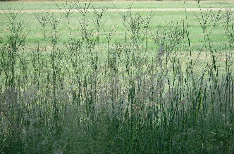Grass Tufts Stock Photos - Download 642 Royalty Free Photos