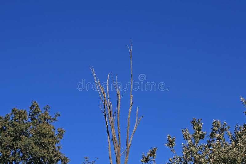 Tall upright dead tree stock image. Image of natural - 105597295