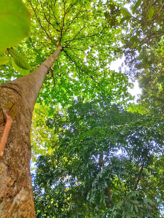 Very Shady Forest on the Top of the Mountain Stock Image - Image of ...