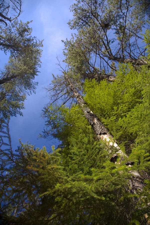 Tall Trees stock image. Image of trees, tree, woods, forests - 119645