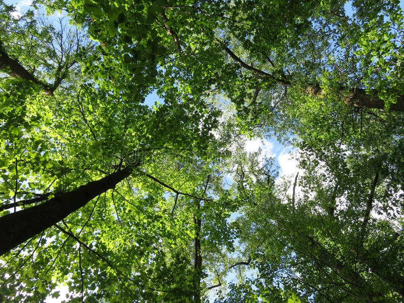 Tall Vibrant Green Trees in Spring in May Stock Image - Image of forest ...