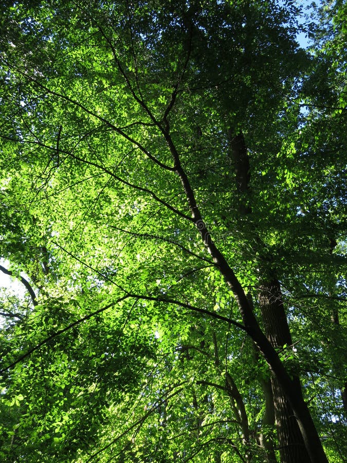 Tall Vibrant Green Trees in Spring Stock Image - Image of trees, spring ...