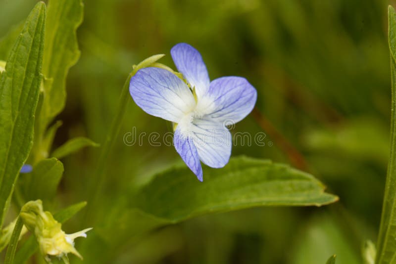 Tall violet flowers. stock photo. Image of close, blue - 126890722