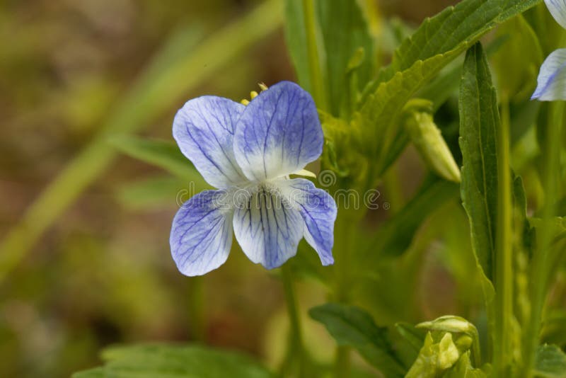 Tall violet flowers. stock photo. Image of close, blue - 126890722