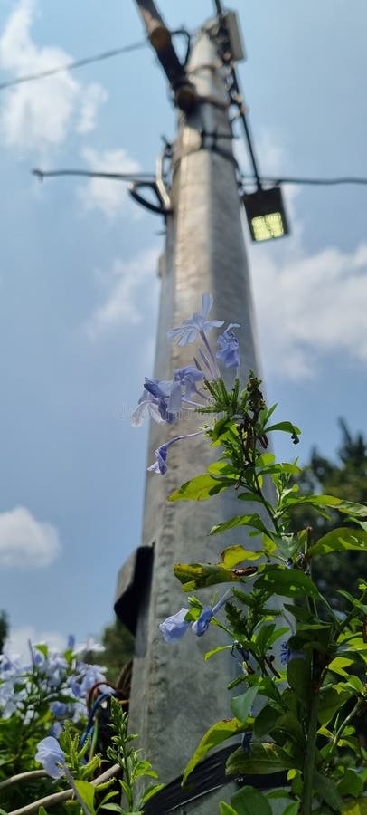 A Tall, Weathered Utility Pole with Various Attachments Stands Against ...