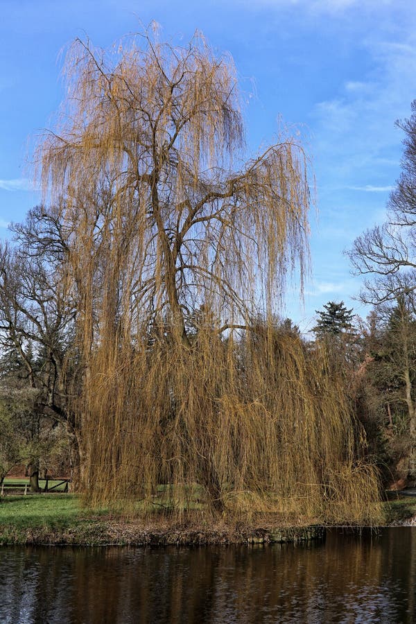 Tall Weeping Willow by the Pond in Park in Winter Stock Image - Image ...