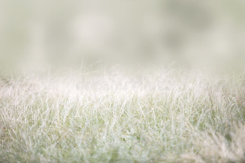 Tall Wheat Grass Dreamy Soft Background Stock Photo - Image of dreamy ...