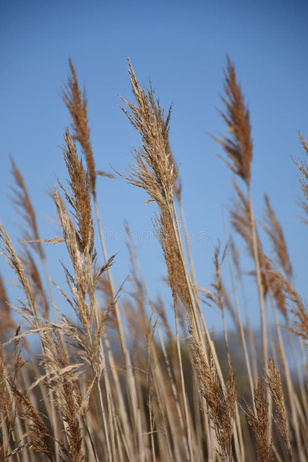Tall Wheat Grass Growing in the Wild Stock Image - Image of wheat ...
