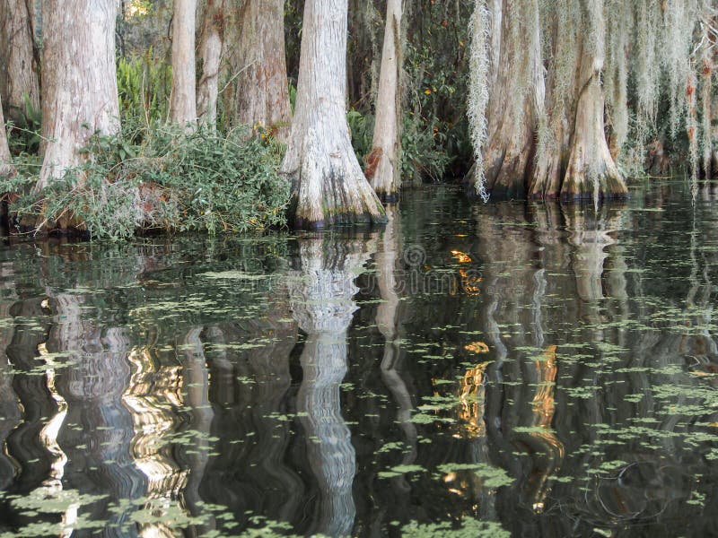 Tall White Cypress Trees Reflected in Saltwater Swamp Stock Image ...