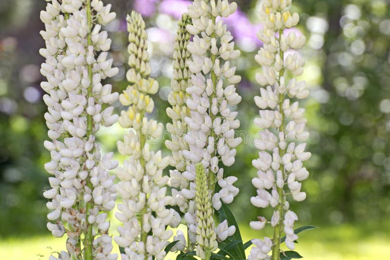 White Lupine Flower (Lupinus Polyphyllus) Stock Photo - Image of lupine ...