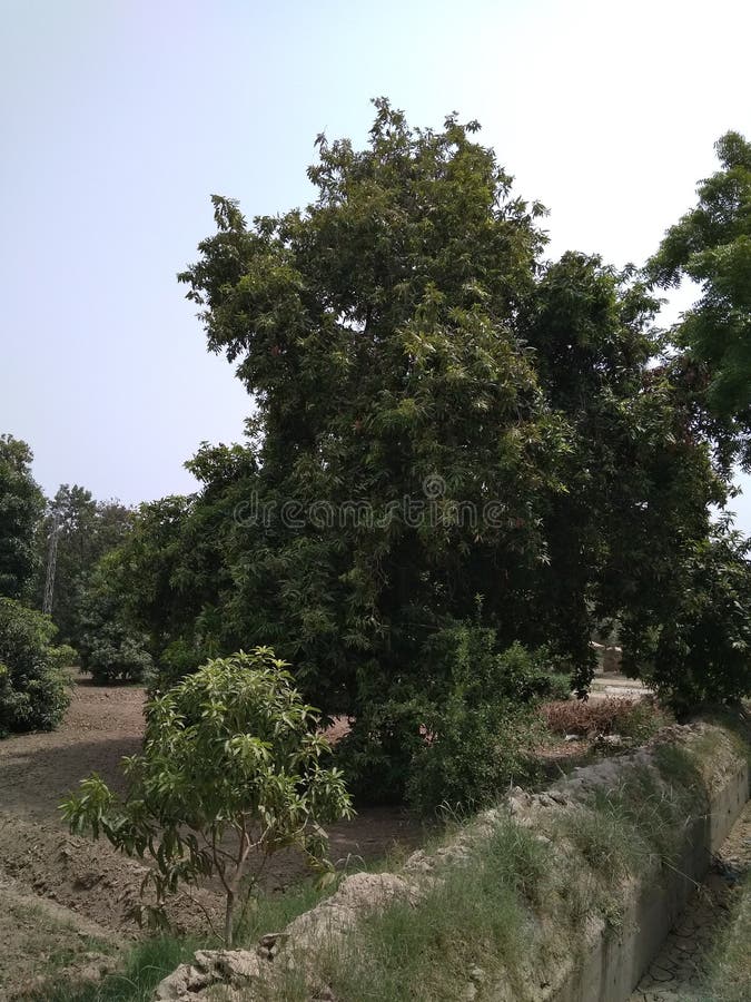 A Tall and Wide Spread Tree Stock Image - Image of tall, wide: 122681007