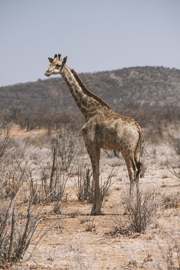 Wild giraffe in desert stock photo. Image of animal - 253398070
