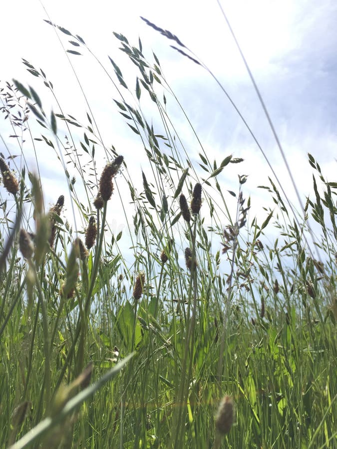 Tall Wild Grass in Sunset at an Urban Lagoon Nature Preserve. Stock ...