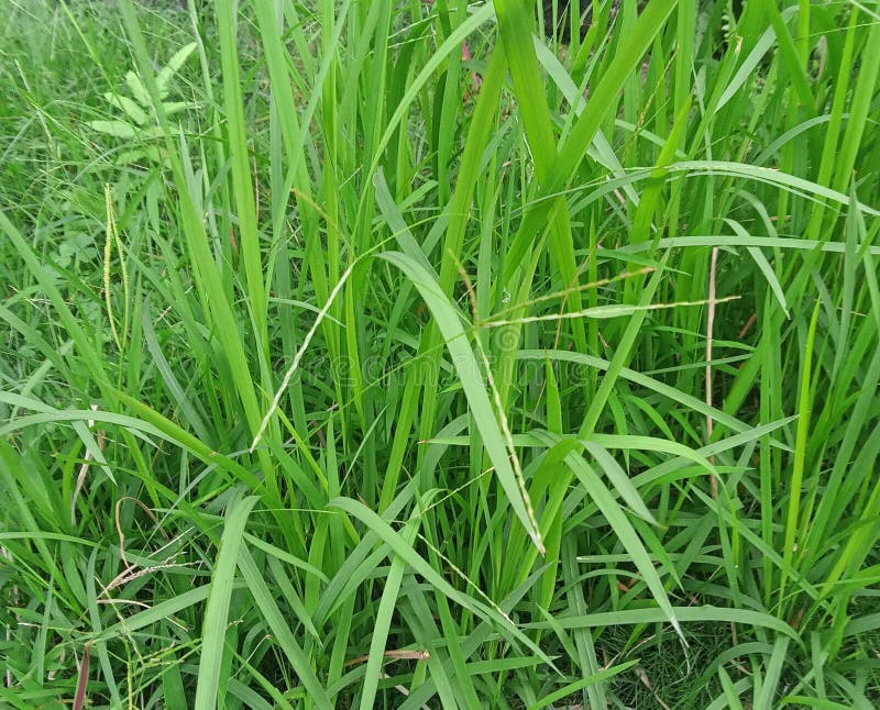 Tall Wild Green Grass in the Yard Stock Image - Image of yard, green ...