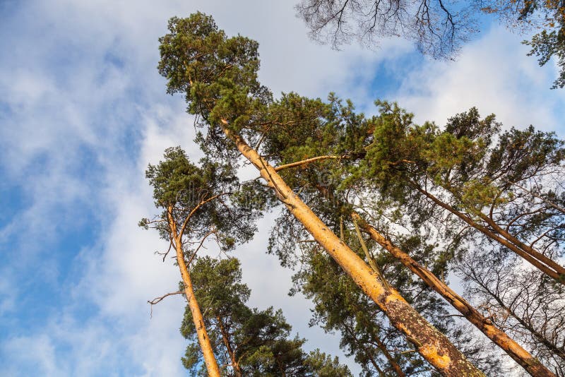 Tall Wild Pine Trees Above Blue Sky Stock Photo - Image of landscape ...