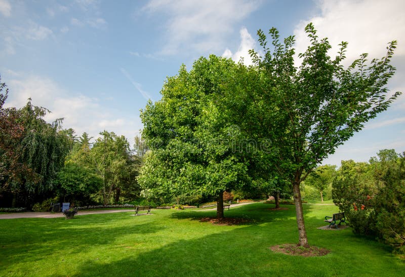 Tall Willow Tree in the Park with Blue Skies Stock Image - Image of ...