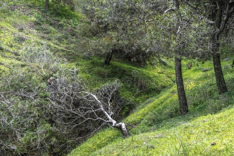 Tall willow stock image. Image of close, leaves, deciduous - 55715421