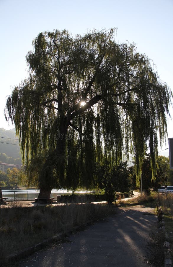 Tall Willow Tree with Sunlight Streaming through Branches Near a Lake ...