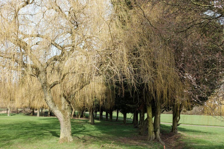 Tall Willow Trees with Slender, Drooping Branches and Sparse Leaves ...