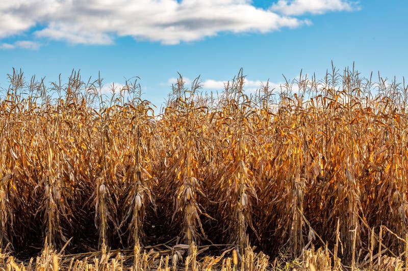 Tall Wisconsin Corn Stocks Ready for Harvest Stock Photo - Image of ...