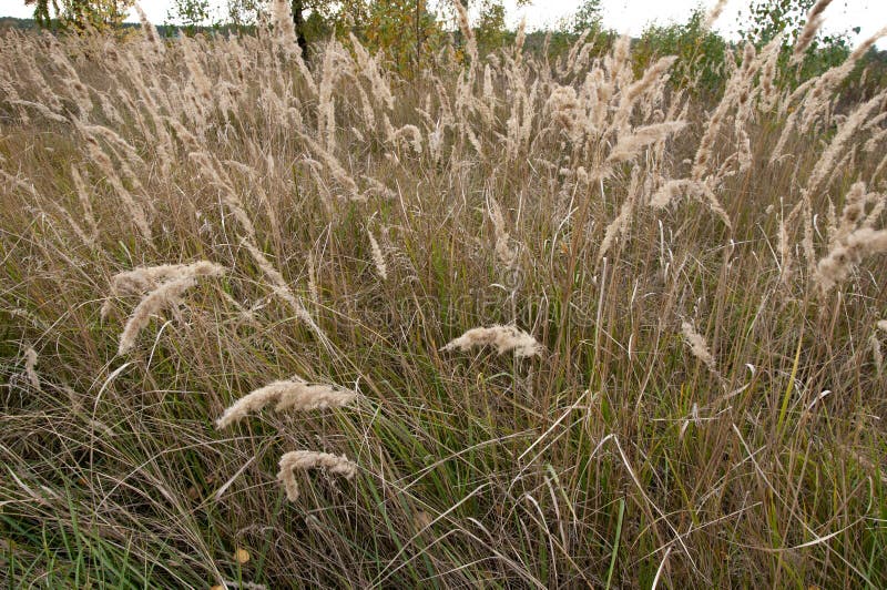 Tall Yellow Grass Close Up stock image. Image of shadows - 107450983